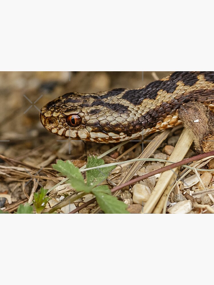 "Adder head" Sticker for Sale by Dalyn | Redbubble
