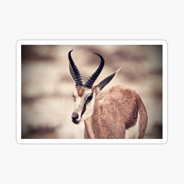 "African Gazelle" Sticker by andreirose | Redbubble