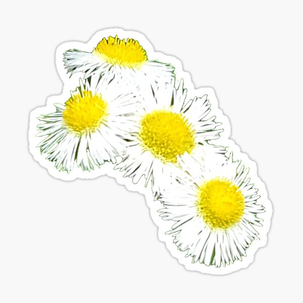 "Daisy Cluster" Sticker for Sale by Fiver26 | Redbubble