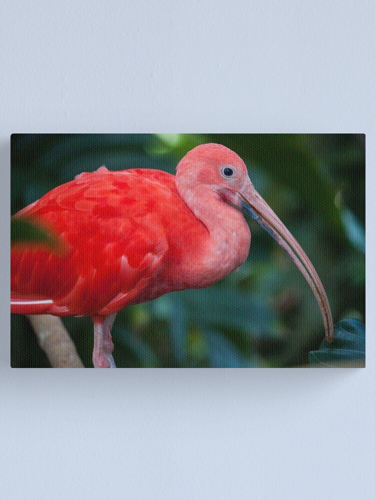"Ibis" Canvas Print by Jacquelie | Redbubble