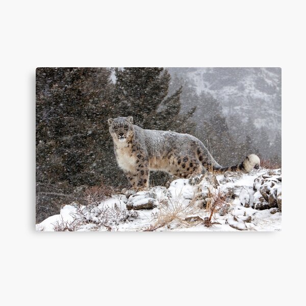 "Snow leopard" Canvas Print for Sale by hibbz | Redbubble