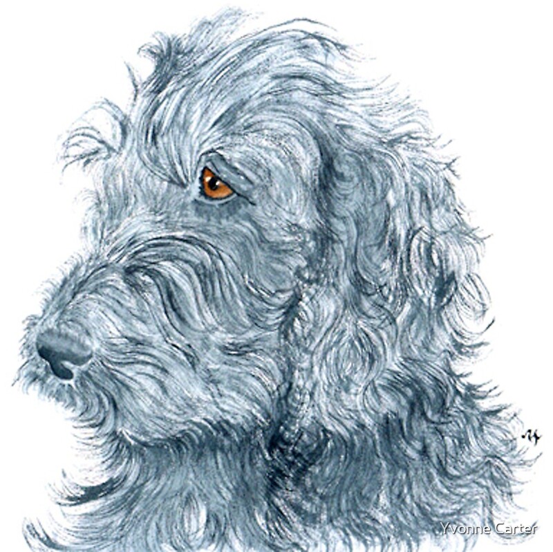 "Black Labradoodle" by Yvonne Carter | Redbubble
