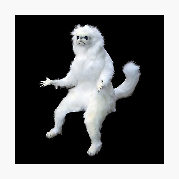 "Persian Cat Meme" Photographic Print by sutriasno | Redbubble