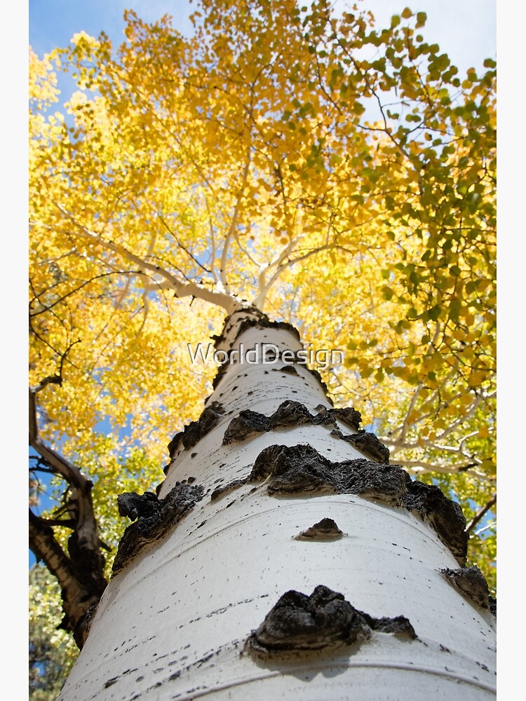 "Aspen Tree" Poster for Sale by WorldDesign | Redbubble