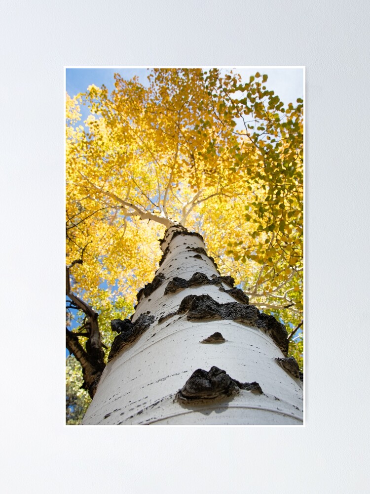 "Aspen Tree" Poster for Sale by WorldDesign | Redbubble