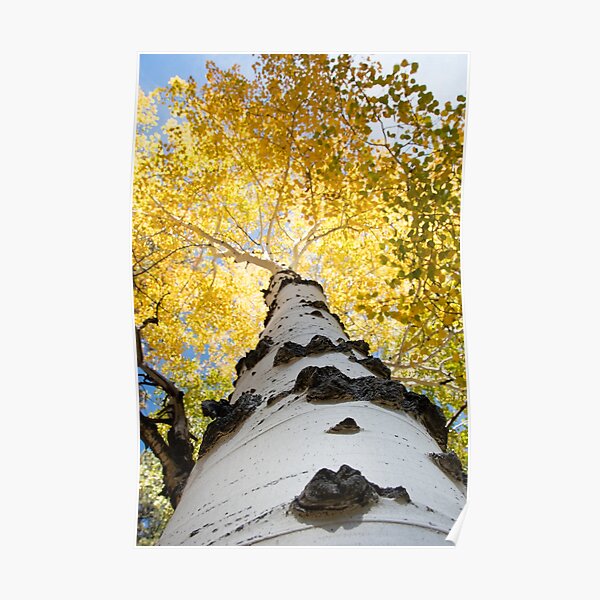 "Aspen Tree" Poster for Sale by WorldDesign | Redbubble