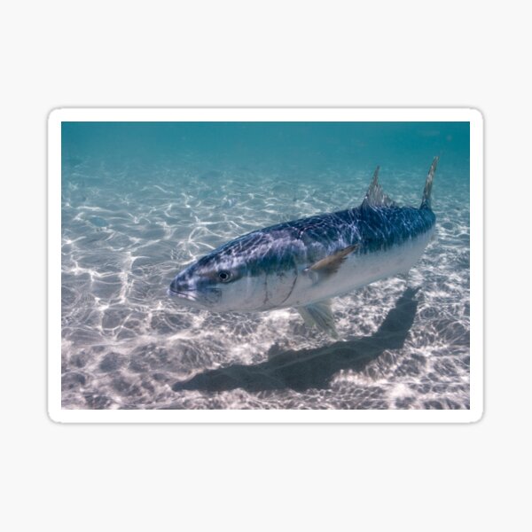 "Kingfish at Ned's Beach, Lord Howe Island" Sticker for Sale by Erik ...