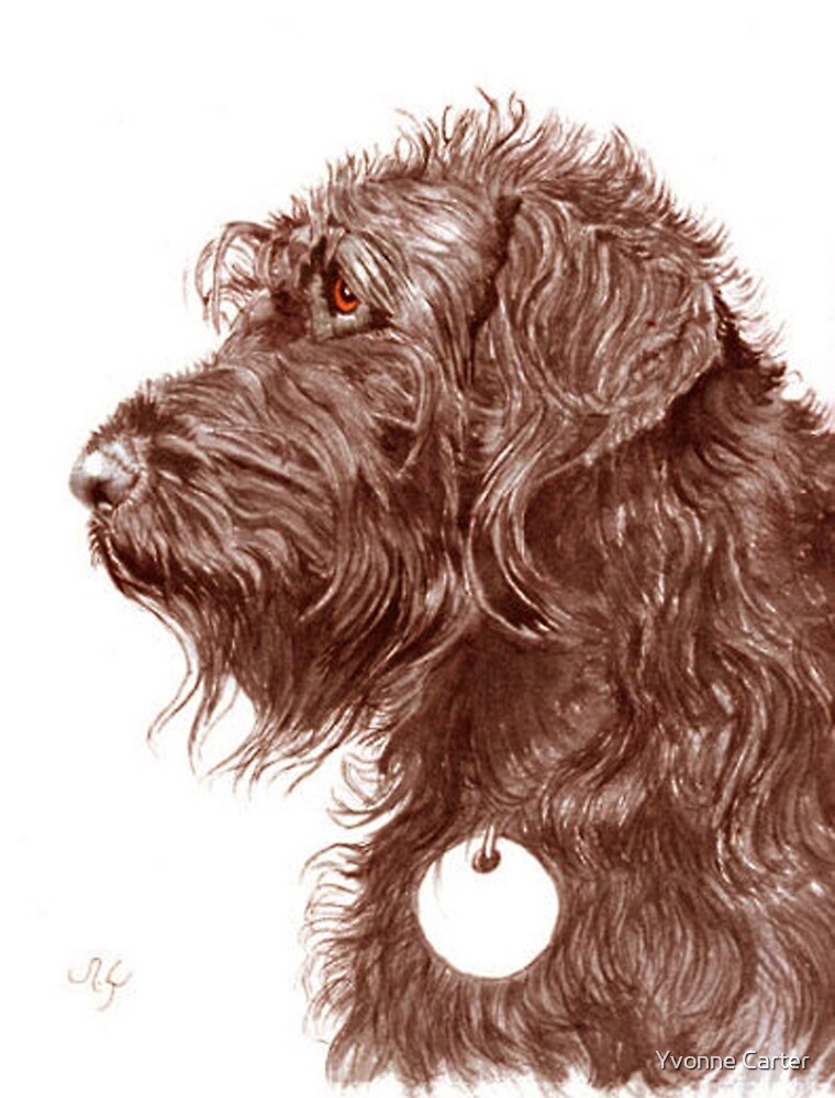 "Chocolate Labradoodle" by Yvonne Carter | Redbubble