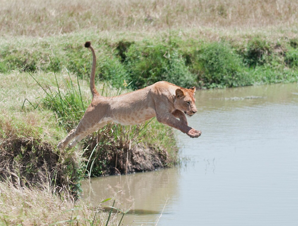 "Jumping Lioness 2" by Bernie Rosser | Redbubble
