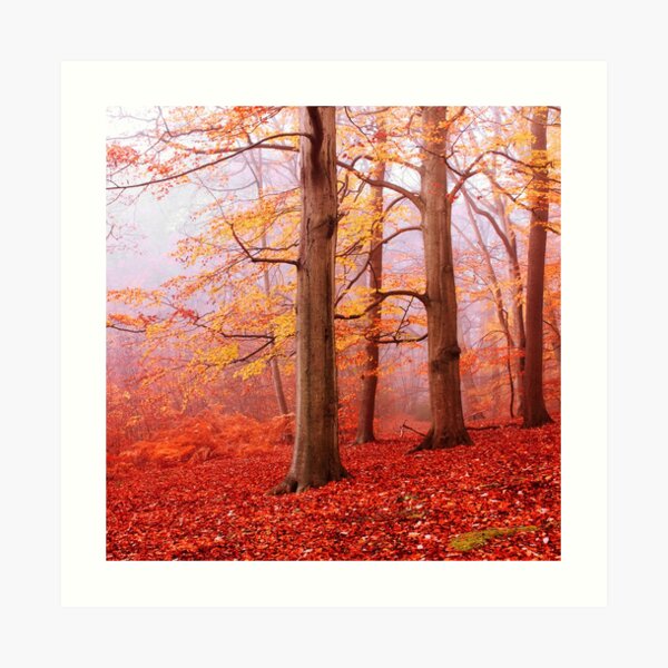"Burnham Beeches. November" Art Print by chuckirina | Redbubble