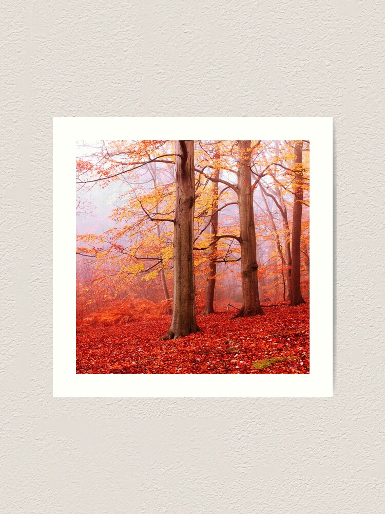 "Burnham Beeches. November" Art Print by chuckirina | Redbubble