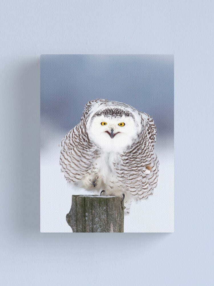 "Happy Snowy Owl - Snowy Owl" Canvas Print for Sale by darby8 | Redbubble
