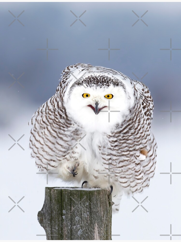 "Happy Snowy Owl - Snowy Owl" Canvas Print for Sale by darby8 | Redbubble