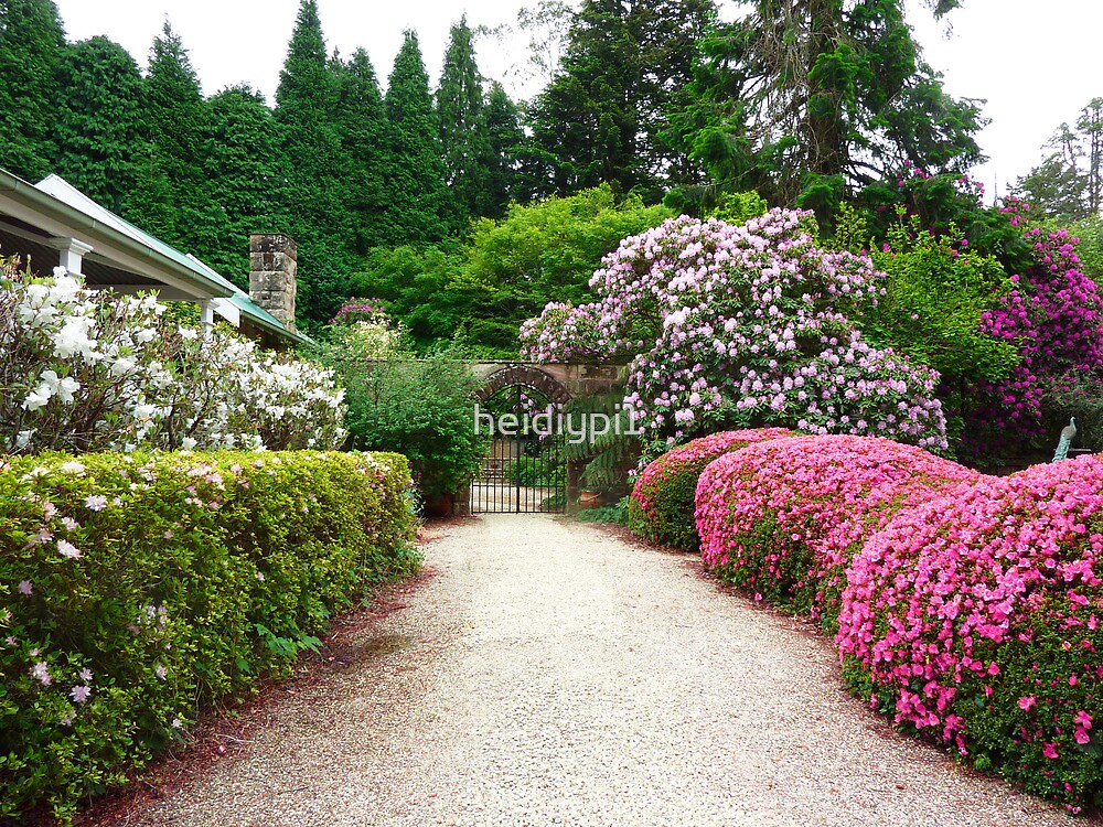 "Springtime at Yengo, Rainbow Serpent Azalea hedge" by heidiypi1 ...
