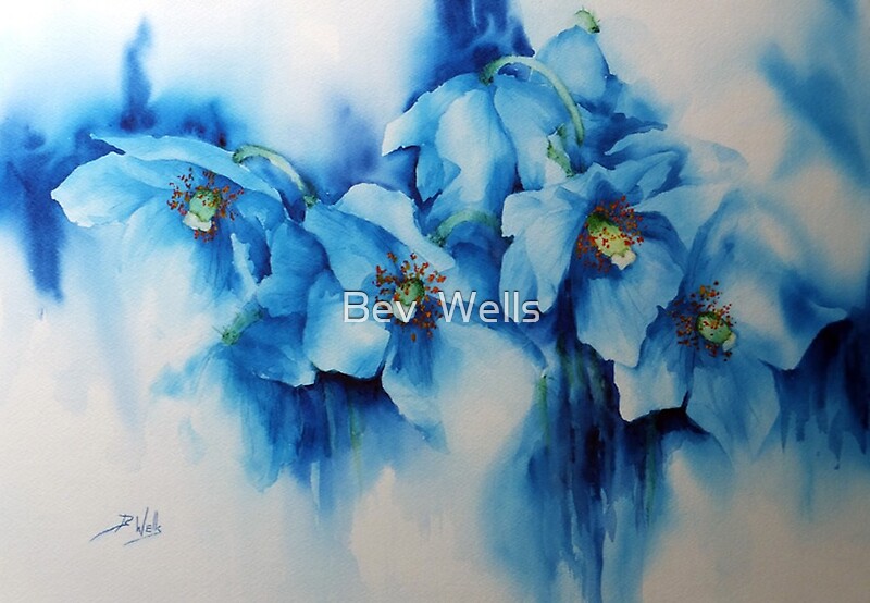 "Meconopsis" by Bev Wells | Redbubble