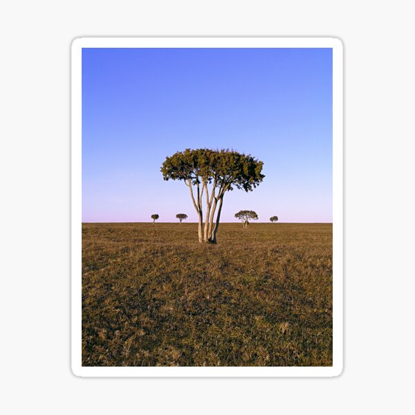 "African Step Trees" Sticker for Sale by DreamLand-Media | Redbubble