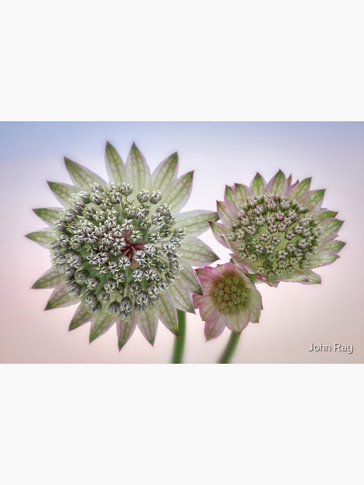 " Astrantia Cluster" Sticker by JohnRay27 | Redbubble