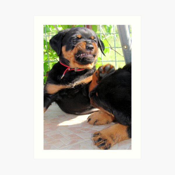 "Grumpy Faced Rottweiler Puppy Lashes Out" Art Print by taiche | Redbubble