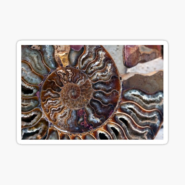 "Fossil Ammonite Crystal Nautilus " Sticker by ElenaRay | Redbubble