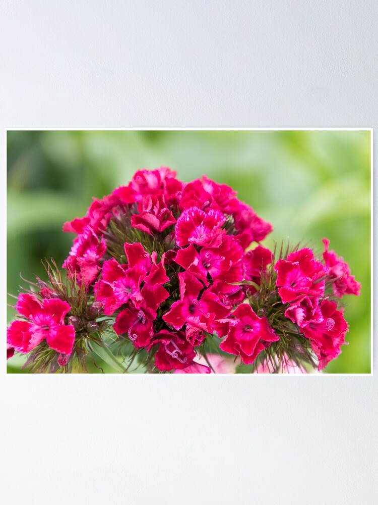 "Carnation" Poster by Igelchen | Redbubble