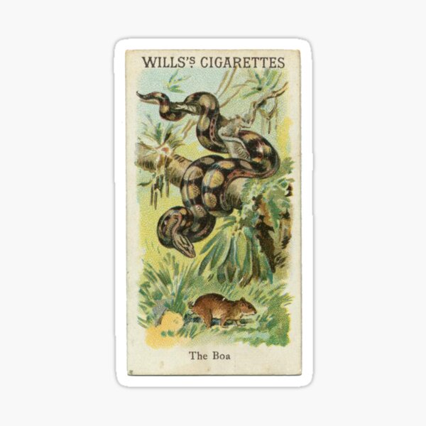 "The Boa" Sticker by artvarkarts | Redbubble