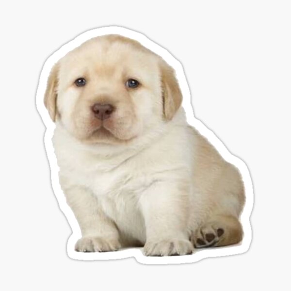 Pegatina «perro meme quieres» de pablitadraws | Redbubble