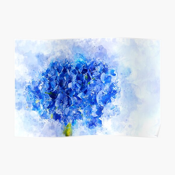 "Blue Hydrangea Watercolour" Poster for Sale by AnnG | Redbubble