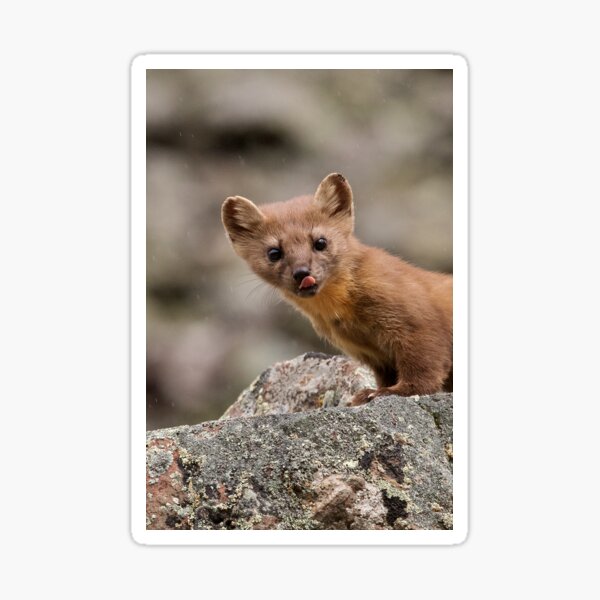 "Funny Weasel" Sticker for Sale by WorldDesign | Redbubble