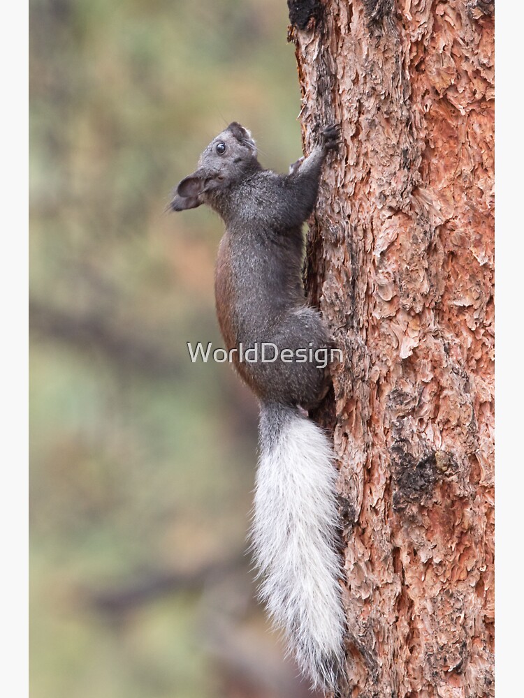 "Kaibab Squirrel" Sticker by WorldDesign | Redbubble