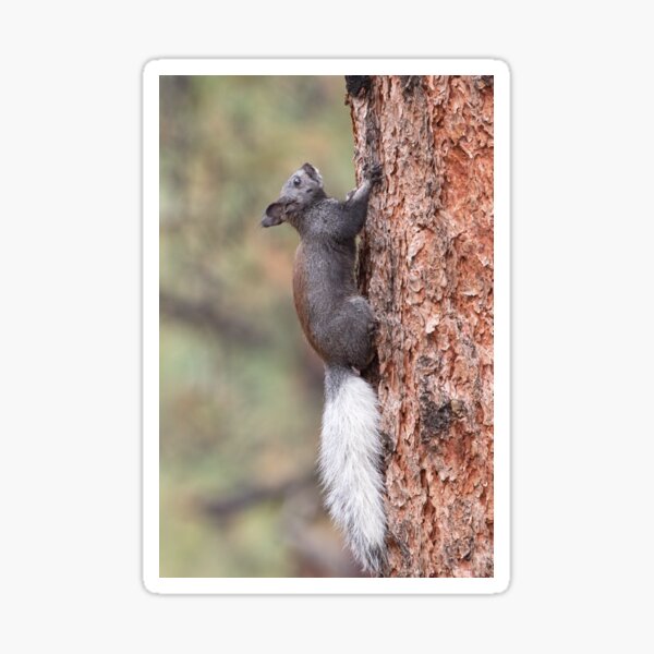 "Kaibab Squirrel" Sticker by WorldDesign | Redbubble