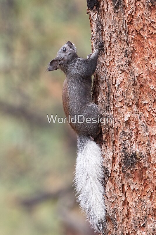 "Kaibab Squirrel" by WorldDesign | Redbubble