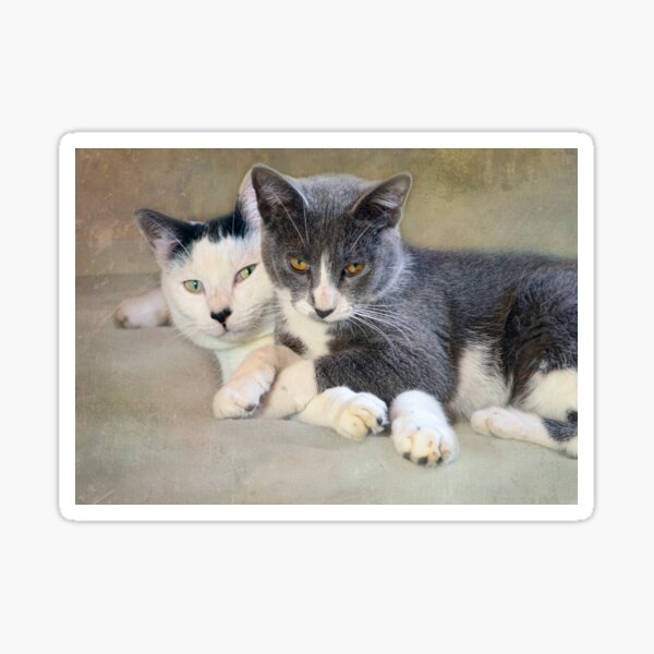 "Oscar & Grayson" Sticker by littlecritters | Redbubble