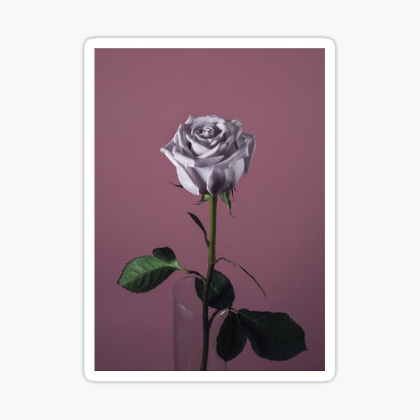 "Purple Rose " Sticker by mysteriousbirdo | Redbubble