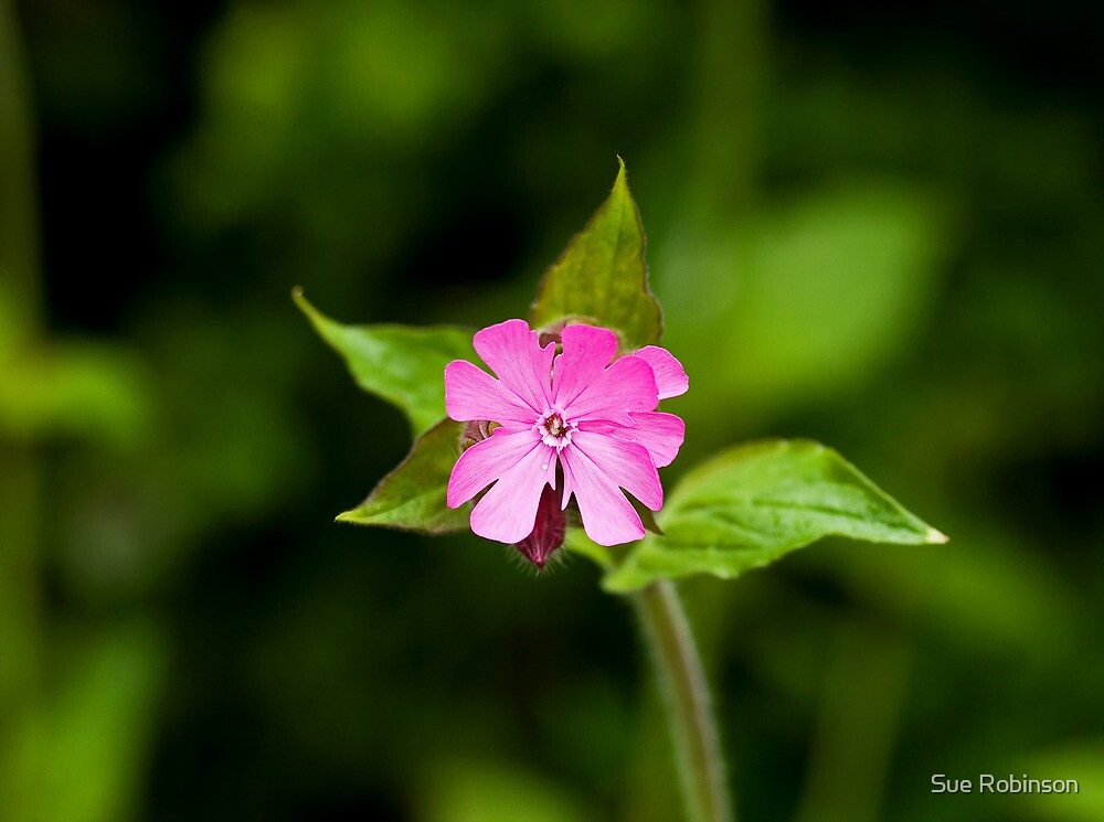 "Red Campion and Leaves" by Sue Robinson | Redbubble