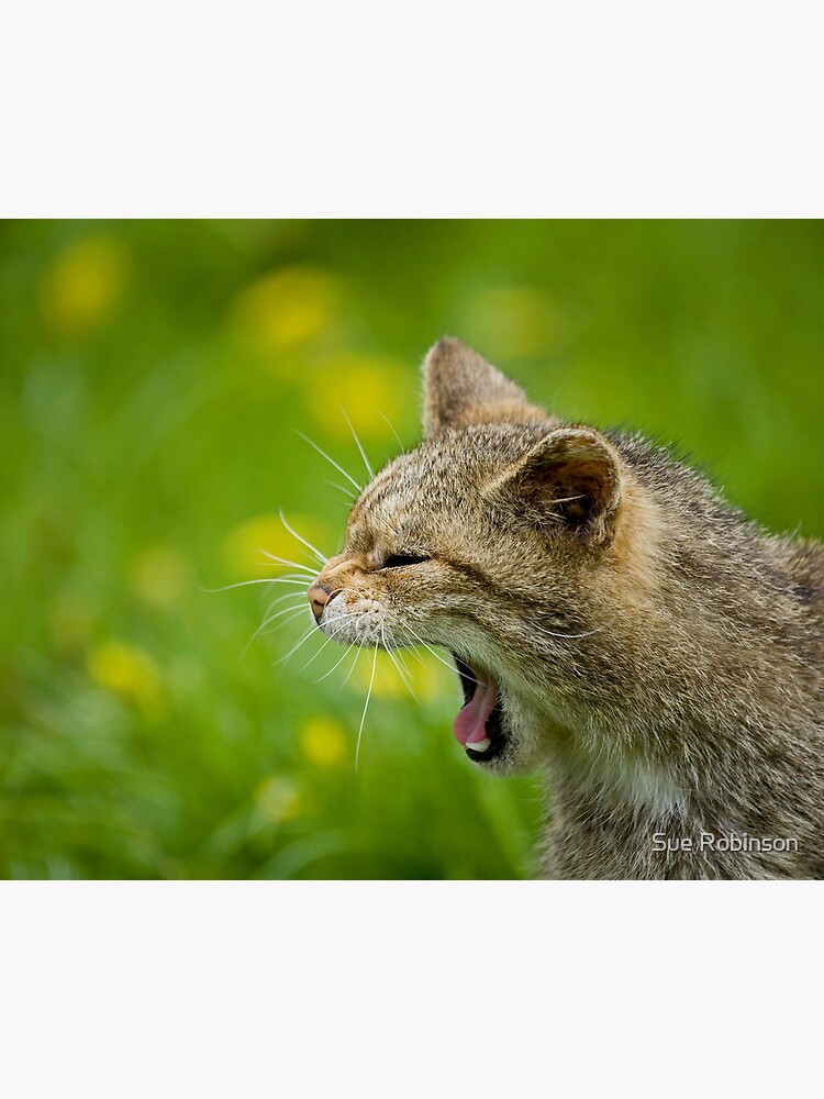 "Scottish Wildcat yawning" Poster for Sale by SueRobinson | Redbubble