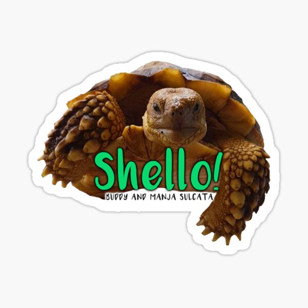 "Shello from Buddy and Manja Sulcata" Sticker for Sale by TeamManja ...