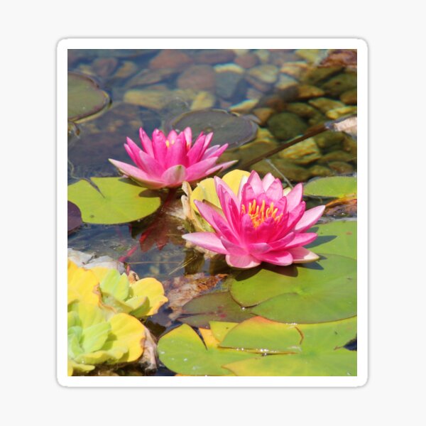 "Lovely Garden Pond" Sticker by hummingbirds | Redbubble