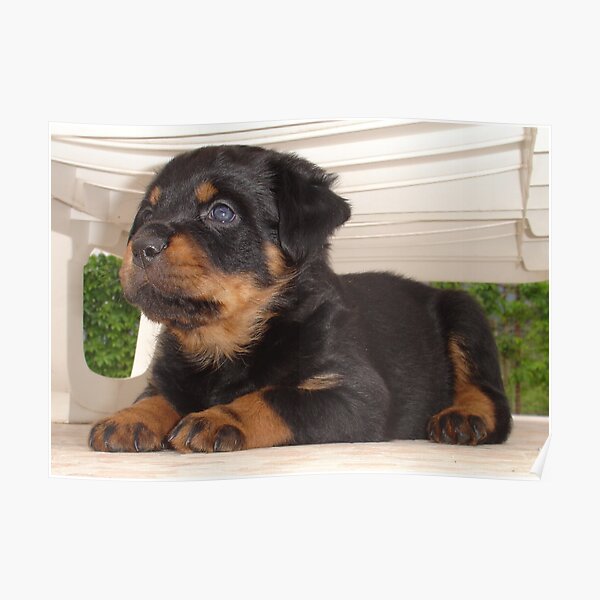 "Cute Faced Rottweiler Puppy Side View" Poster by taiche | Redbubble