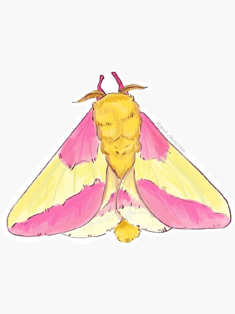 "Rosy Maple Moth Drawing" Sticker by BeckSketches | Redbubble
