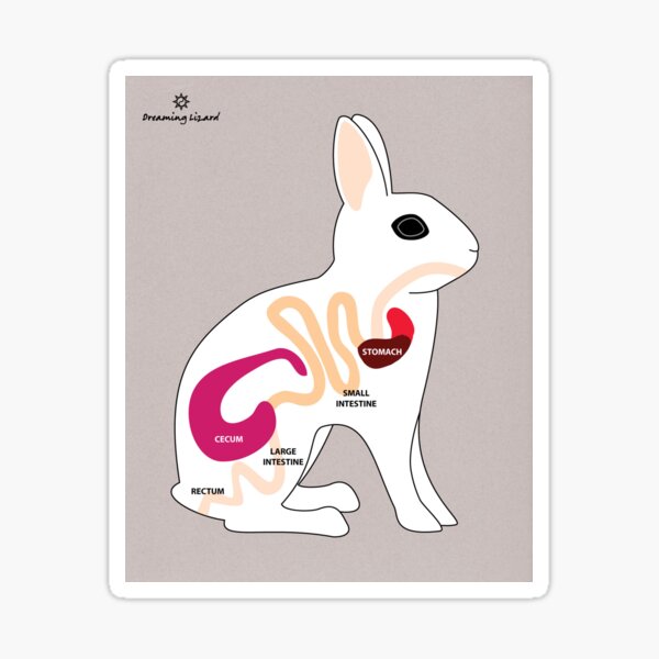 "Rabbit's Digestive System" Sticker for Sale by DreamingLizard | Redbubble