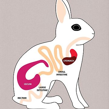 "Rabbit's Digestive System" Greeting Card for Sale by DreamingLizard ...