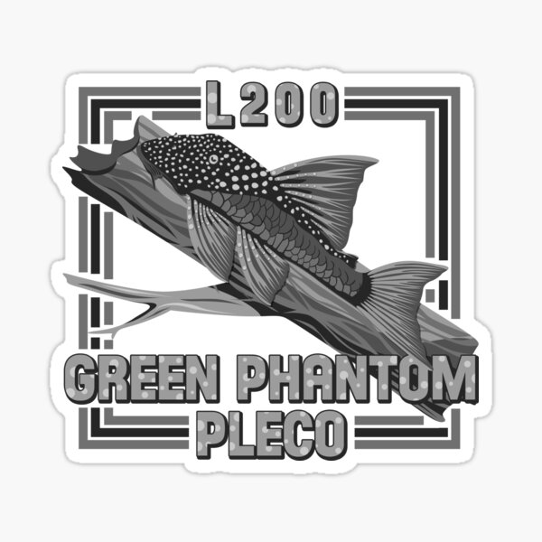 "Green Phantom Pleco L200 Suckermouth Pleco Aquarium Fish Merch b/w ...