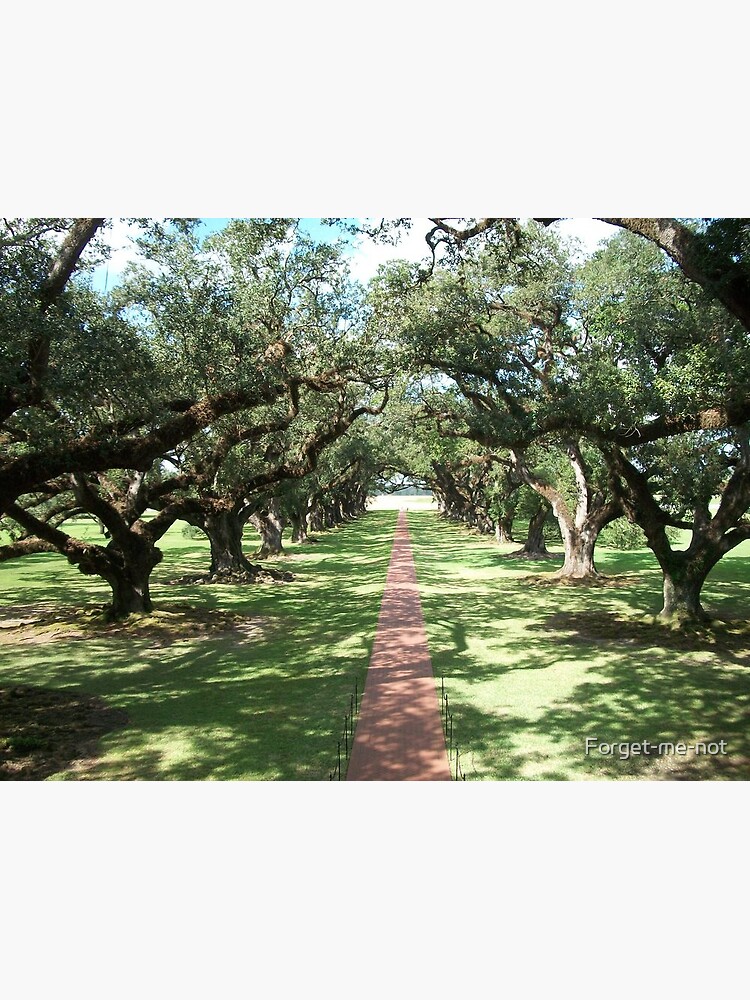 "Alley of Oaks- Oak Alley Plantation" Art Print by Forget-me-not ...
