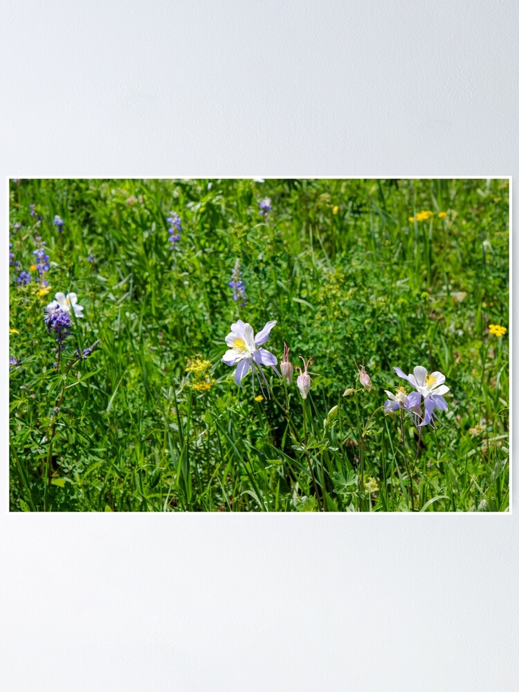 "Columbine Flowers" Poster by devinswy | Redbubble