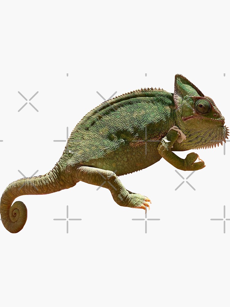 "mr. rango" Sticker by phoebe25 | Redbubble