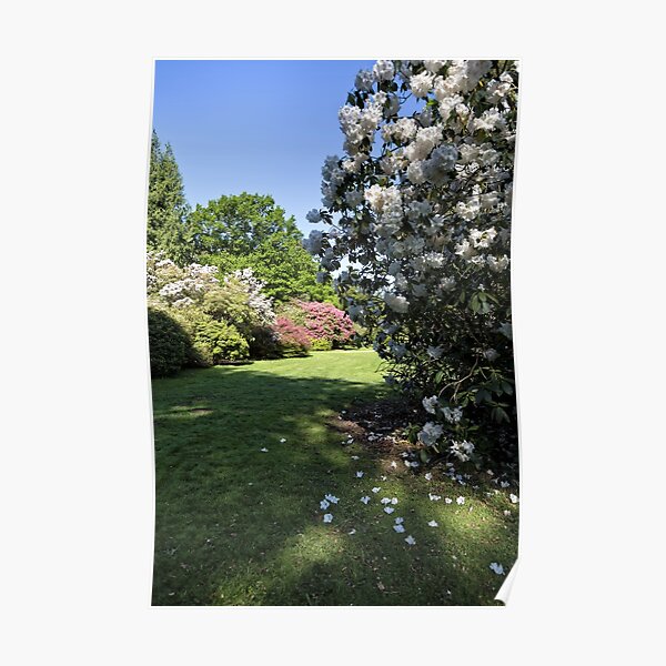"Rhododendron's at Heaven's Gate, Longleat, Wiltshire, UK." Poster by ...