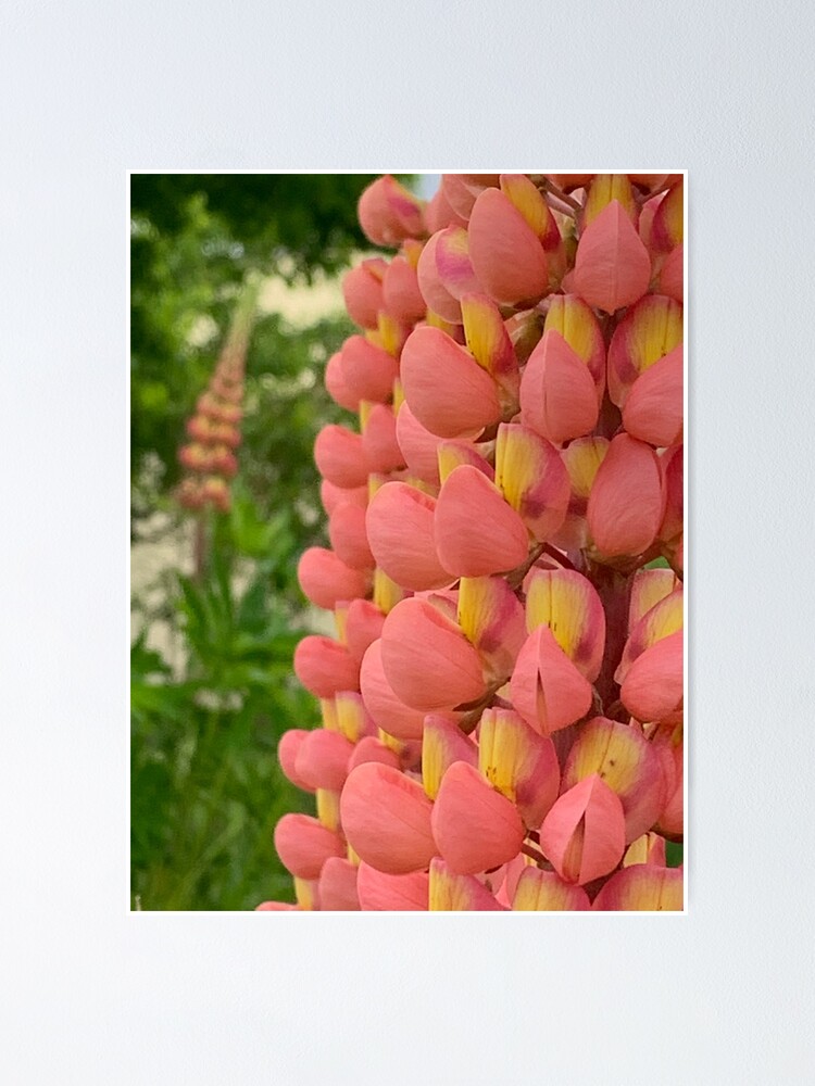 "Light Pink Flowers" Poster for Sale by MKG-Art | Redbubble