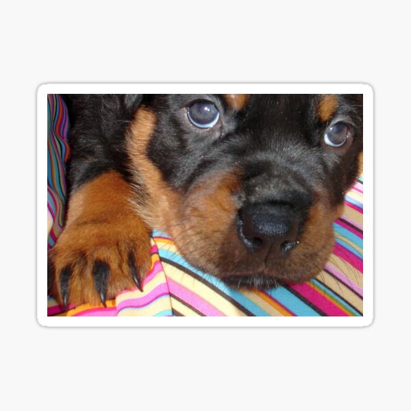 "Young Female Rottweiler Making Eye Contact" Sticker for Sale by taiche ...