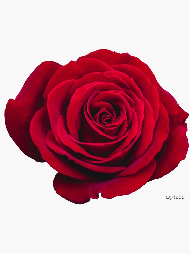 "Beautiful Red Rose Flower Cutout " Sticker for Sale by wjrtapp | Redbubble