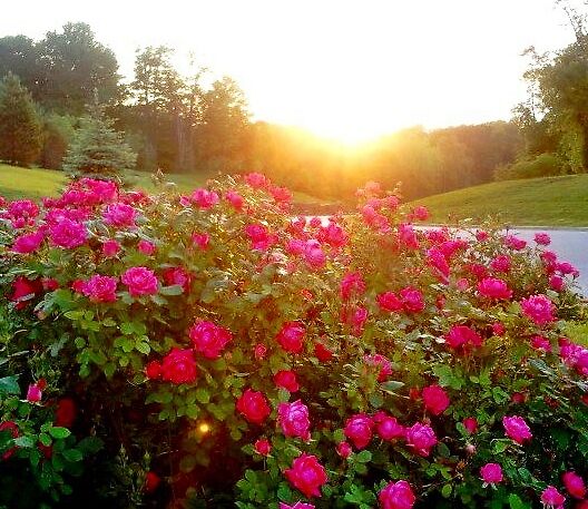 "Sunshine and roses" by rbs247 | Redbubble